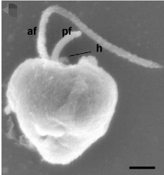 藻类界的‘高定家族’——巴夫藻Pavlovaceae - 珠海光藻生命科学有限公司